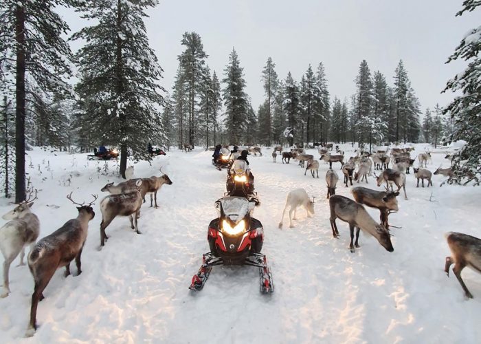 SnowFun Safaris | Reindeer and Husky